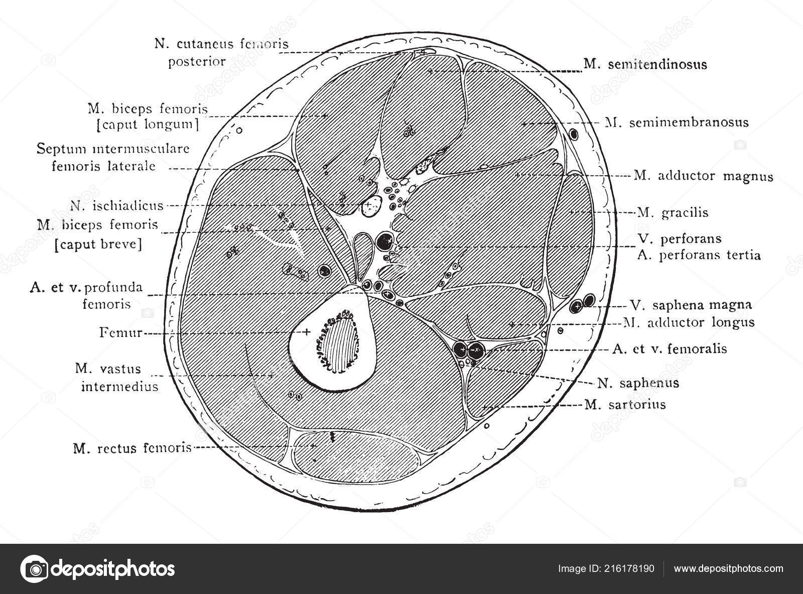 Section Middle Right Thigh Vintage Line Drawing Engraving Illustration ...