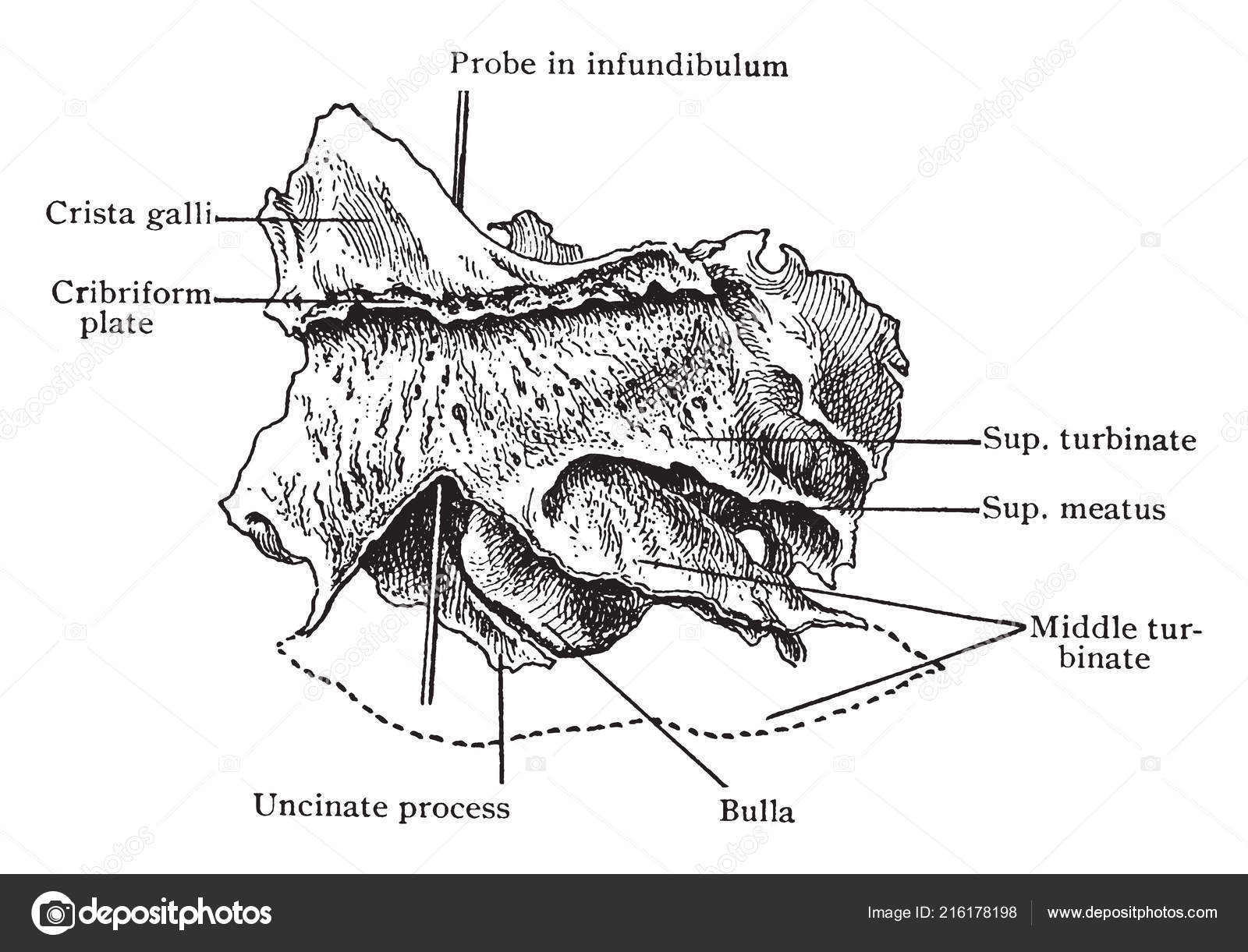 Osso Etmoide Crista Galli Crista Galli | Anatomy | Britannica