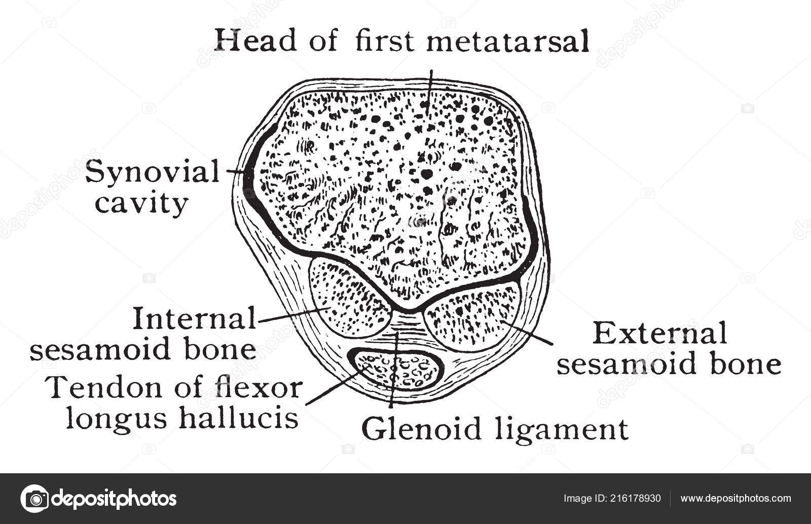 Illustration Represents Transverse Section Metatarsal Vintage Line ...