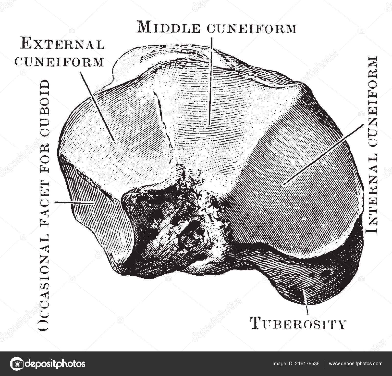 Anatomía Del Hueso Navicular