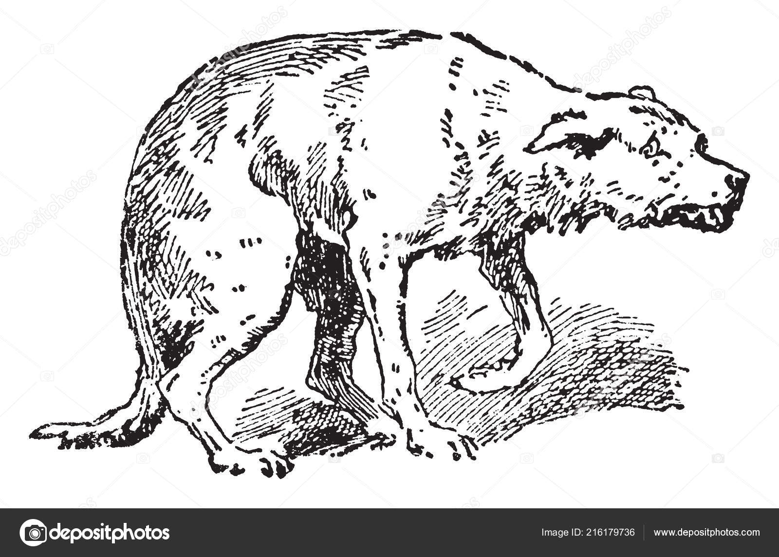 Image Represents Dog Injured Front Paw Vintage Line Drawing Engraving ...