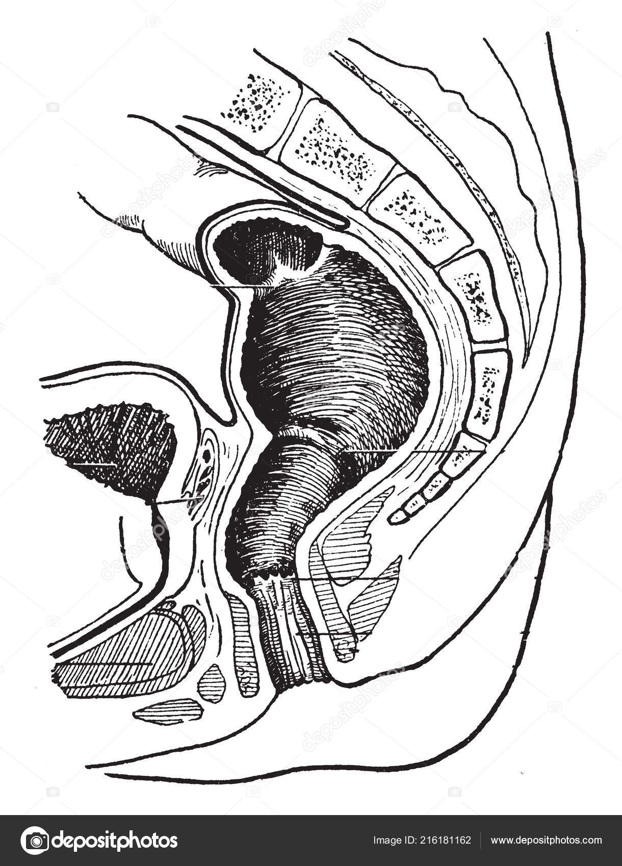Rectum Drawing