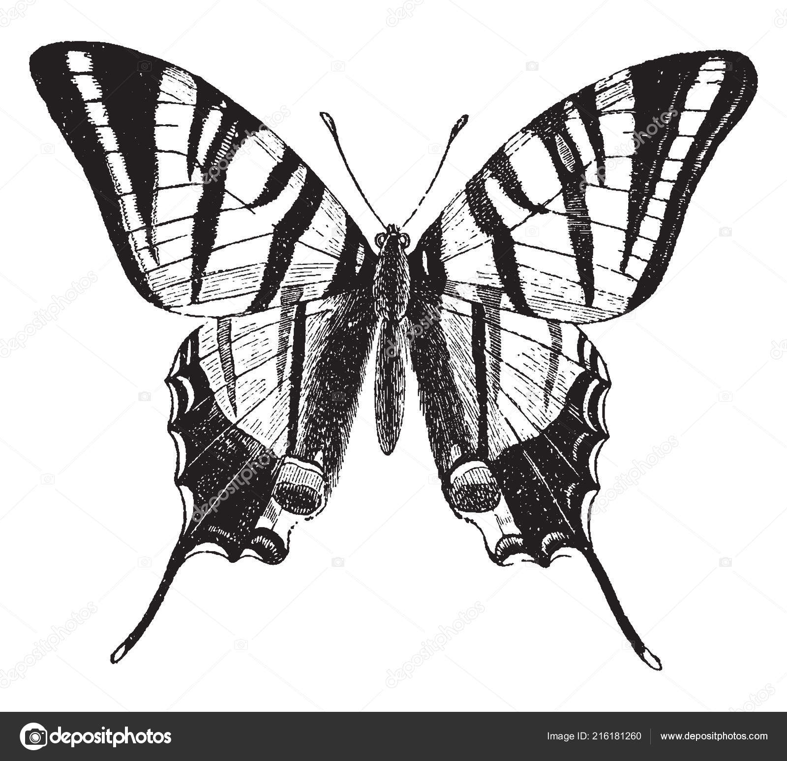 Swallowtail Butterfly Line Drawing