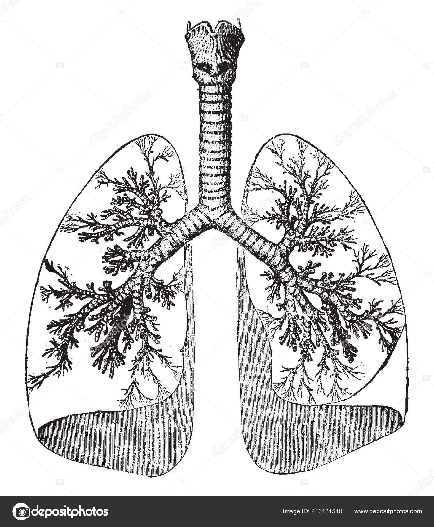 Illustration Represents Lungs Trachea Vintage Line Drawing Engraving ...