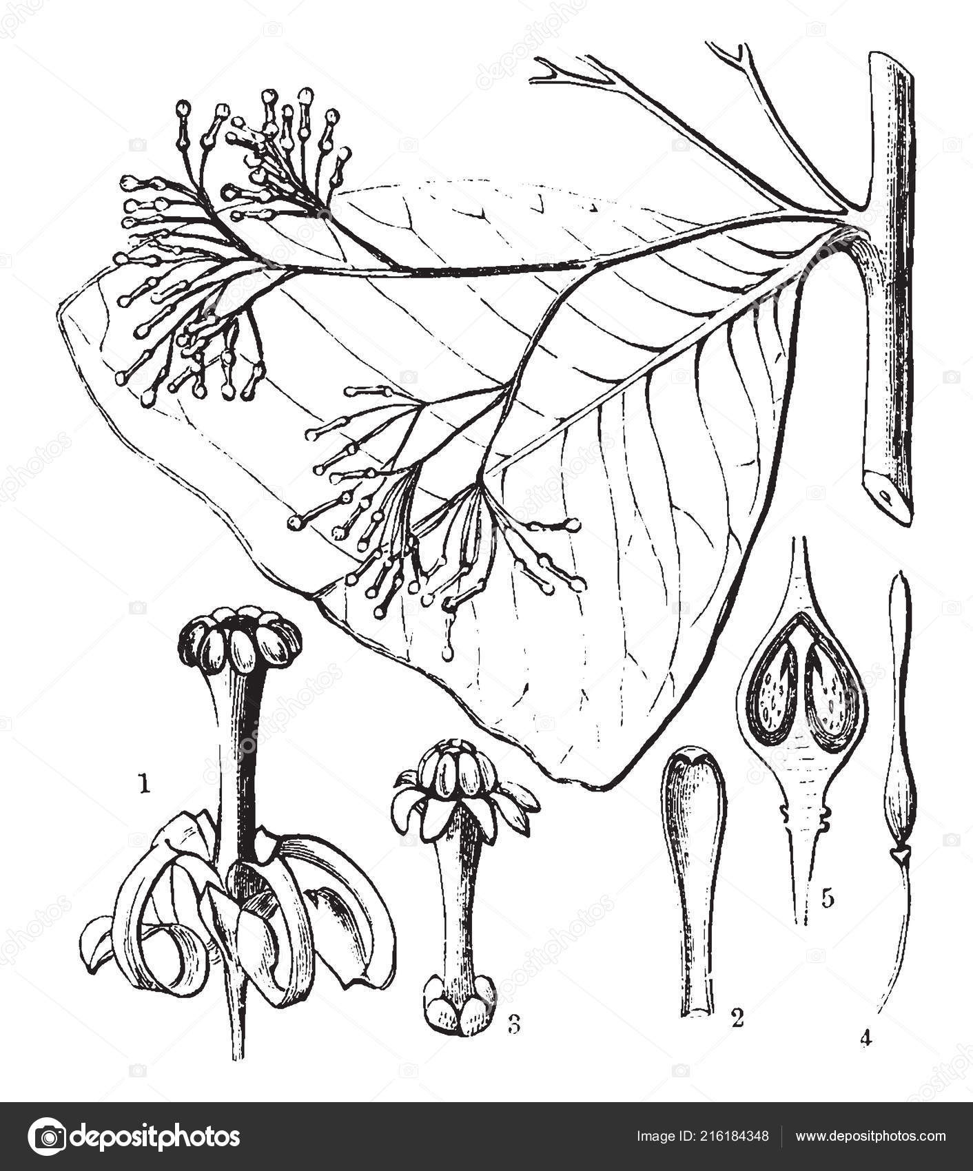 Diagram Aptandra Plant Showing Its Flower Petal Section Ovary Pistil ...