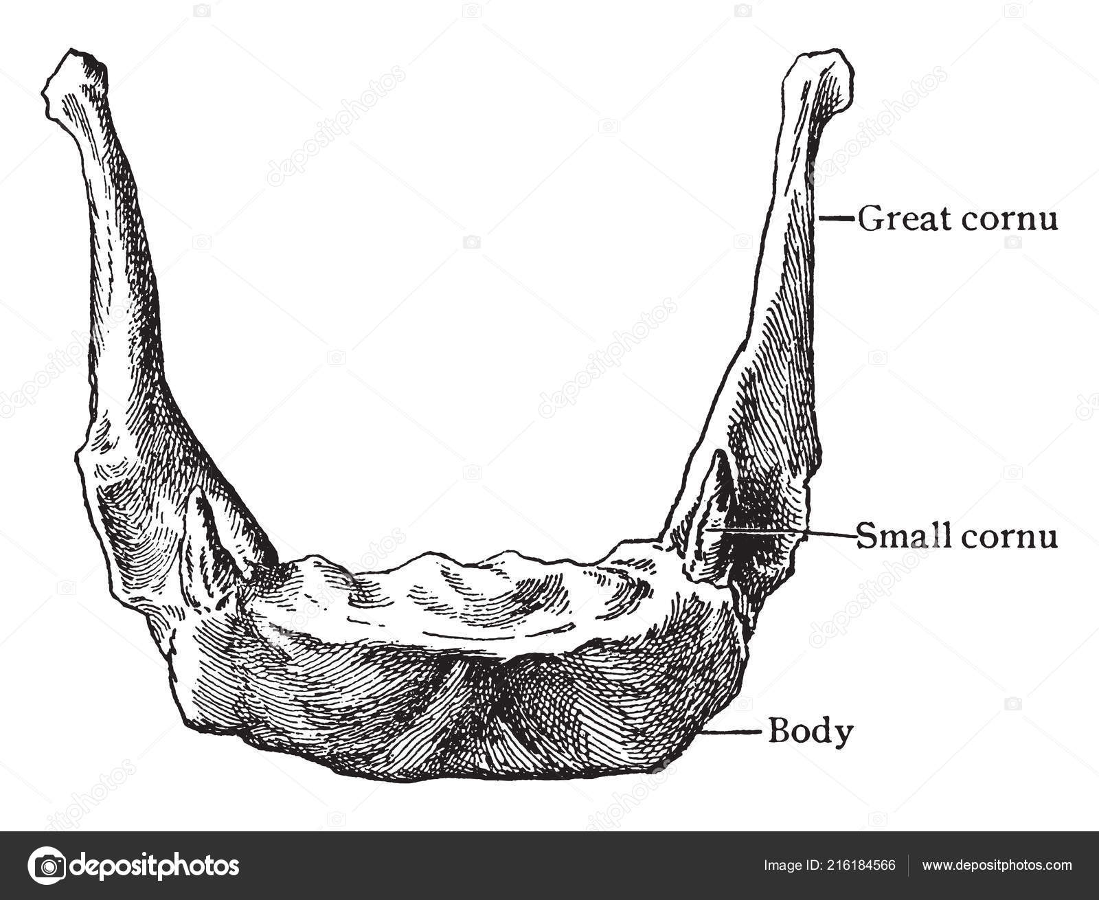 Esta Ilustración Representa Vista Frontal Del Hueso Hioides Dibujo ...