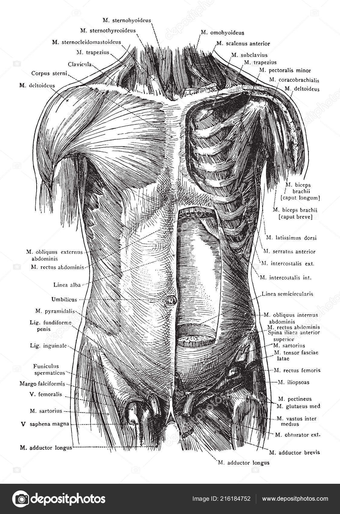 Illustration Represents Anterior View Muscles Trunk Vintage Line ...