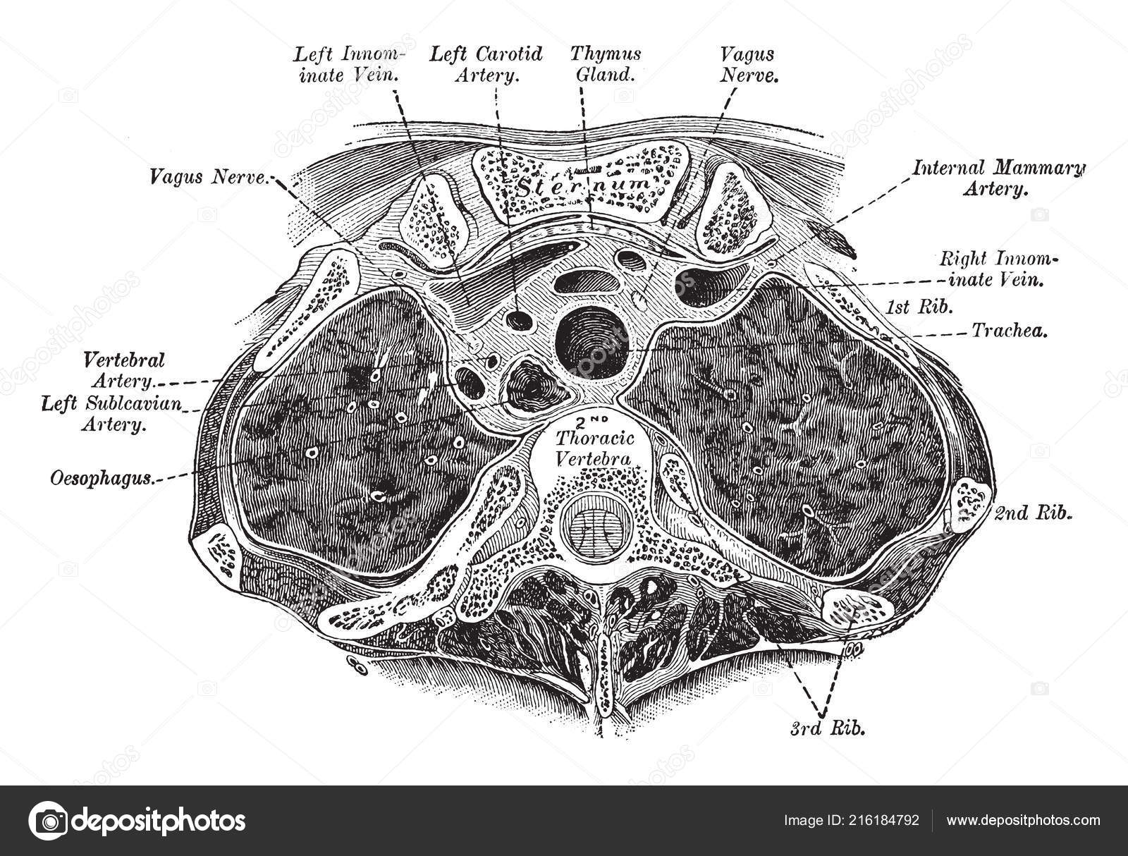 Image vectorielle Coupe Transversale Travers Deuxième Vertèbre ...
