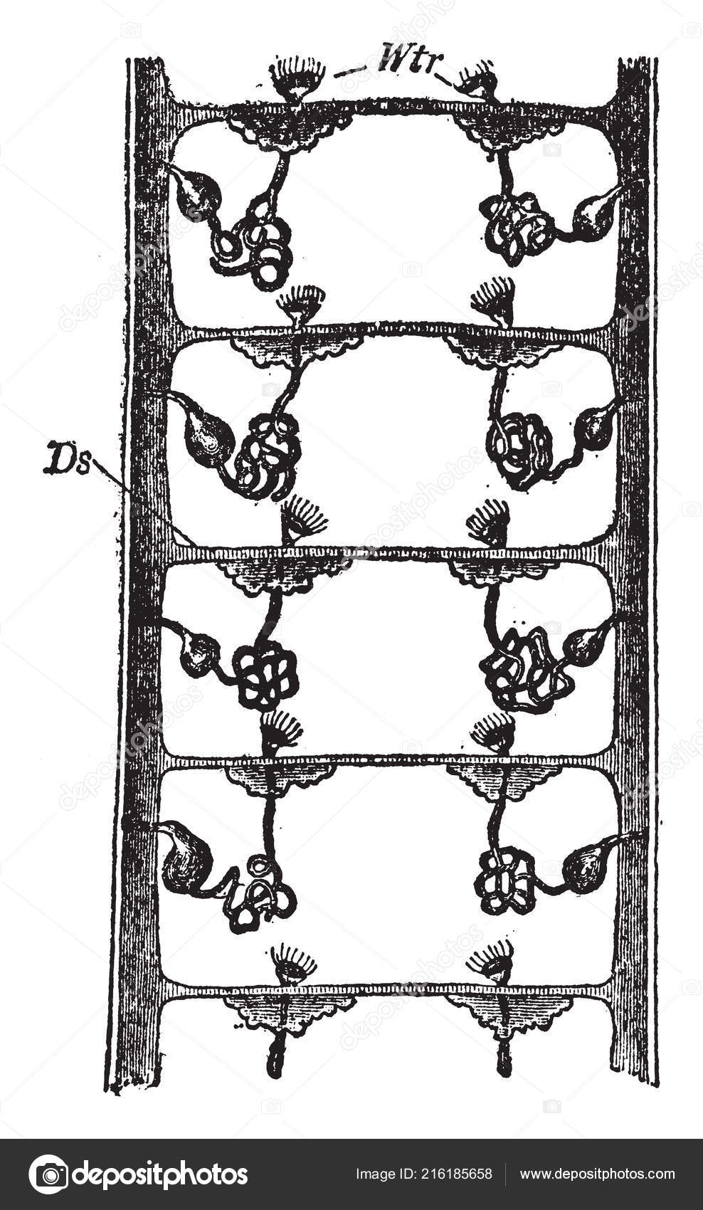 Protonephridium Annelid Invertebrate Organ Which Occurs Pairs Performs ...