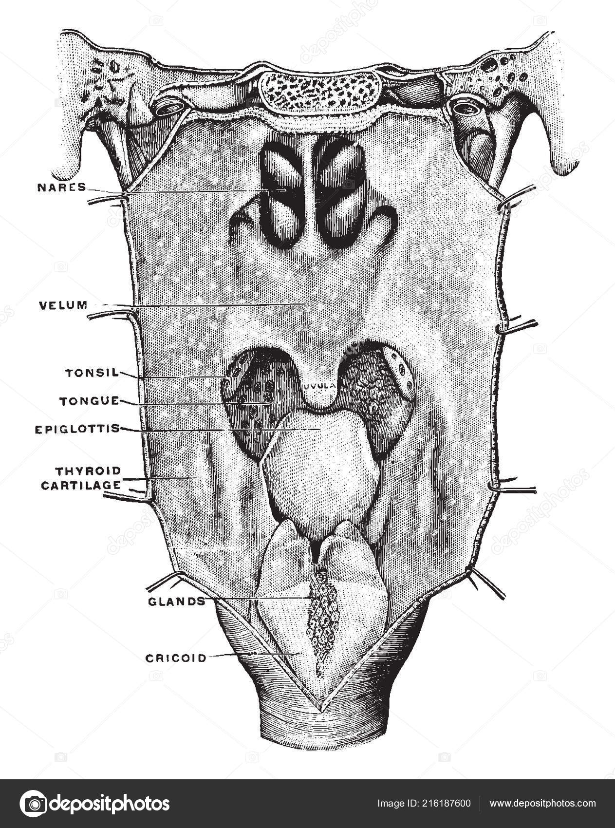 Illustration Represents Pharynx Vintage Line Drawing Engraving ...