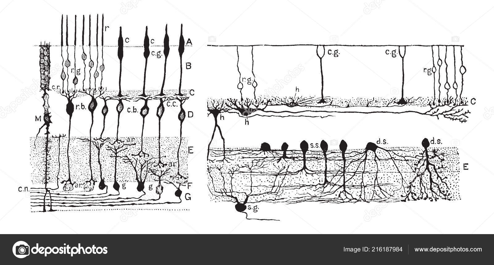 Section Retina Thin Layer Tissue Lines Back Eye Vintage Line Stock ...