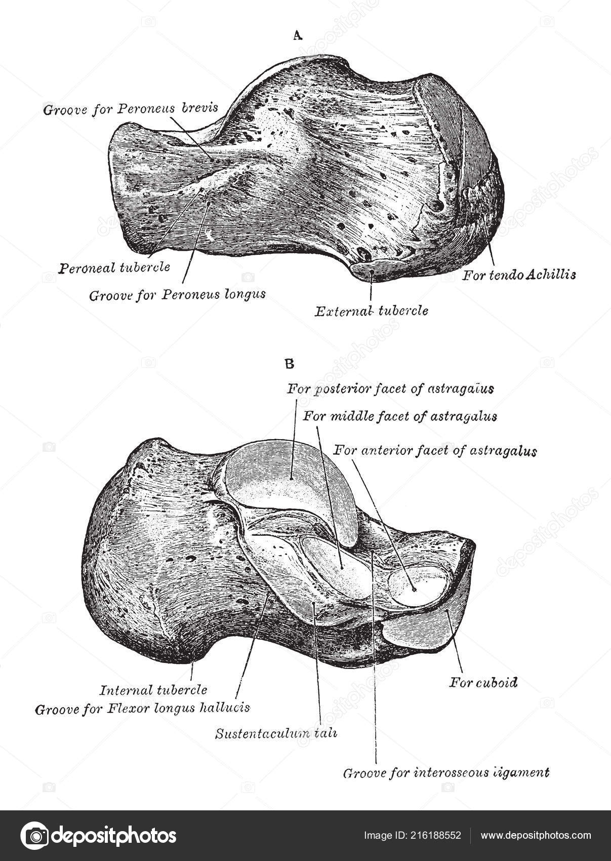Esta Ilustración Representa Calcáneo Dibujo Línea Vintage Ilustración ...