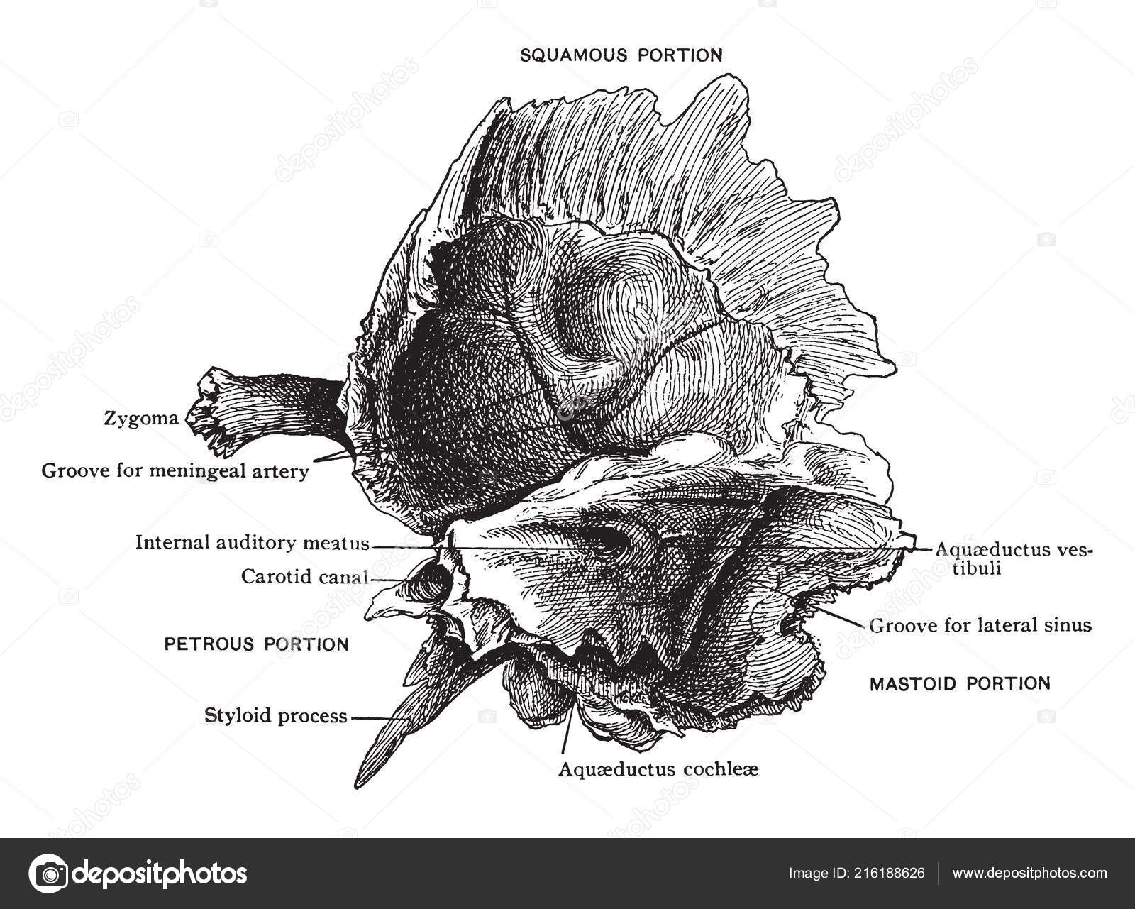 Illustration Represents Internal Aspect Temporal Bone Vintage Line ...
