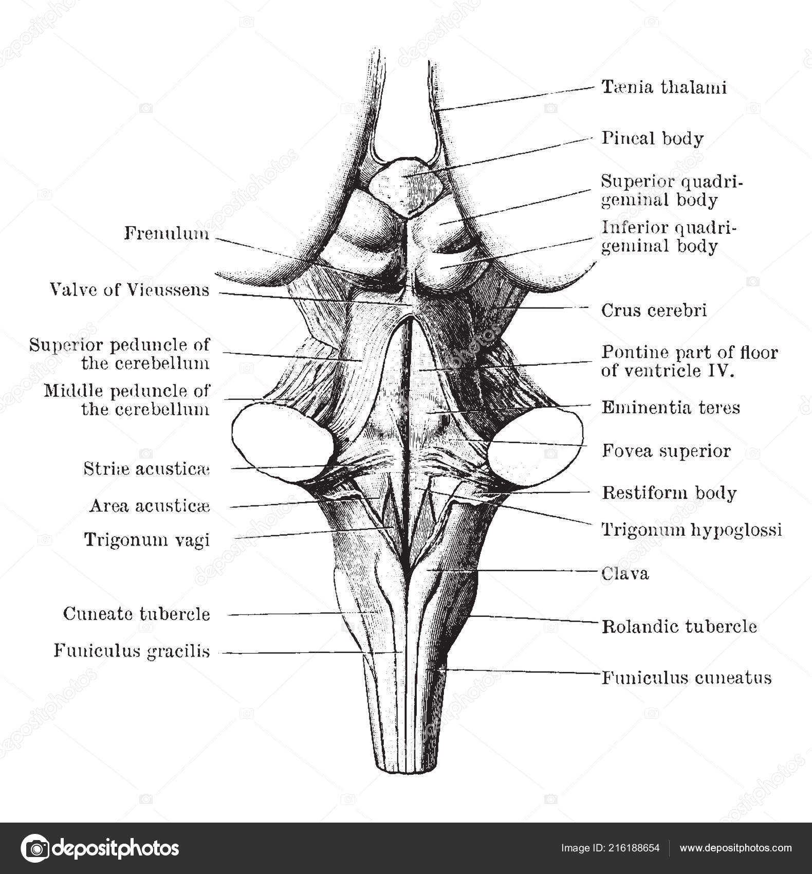 Esta Ilustración Representa Vista Posterior Medulla Pons Mesencéfalo ...