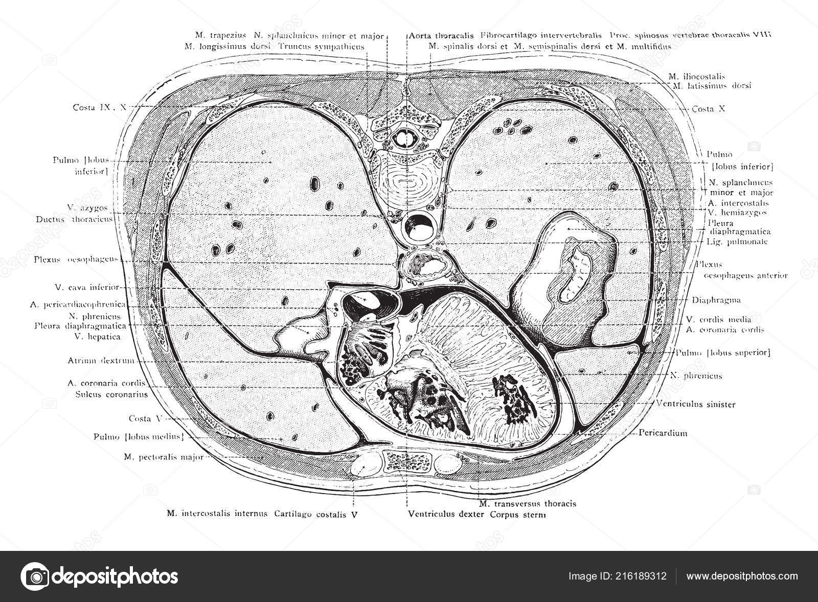 Diagram Represents Cross Section Trunk Inferior Portion Heart Vintage ...
