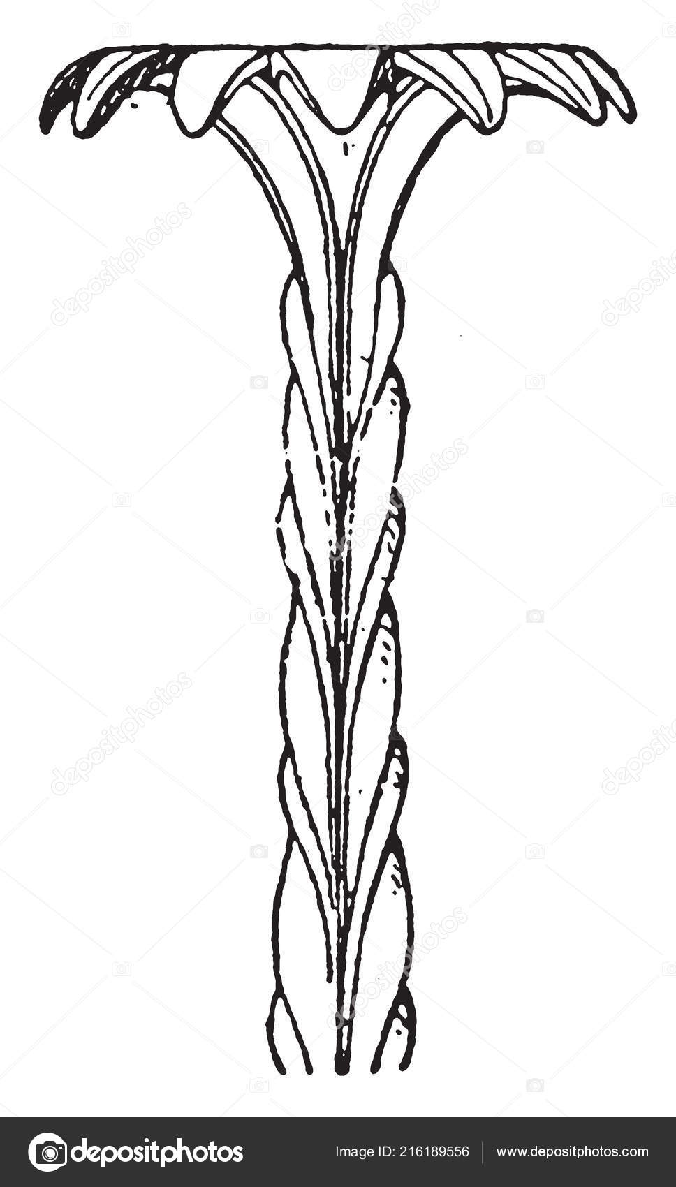 Upper Part Shaft Foliated Design Foliated Graeco Italic Household ...