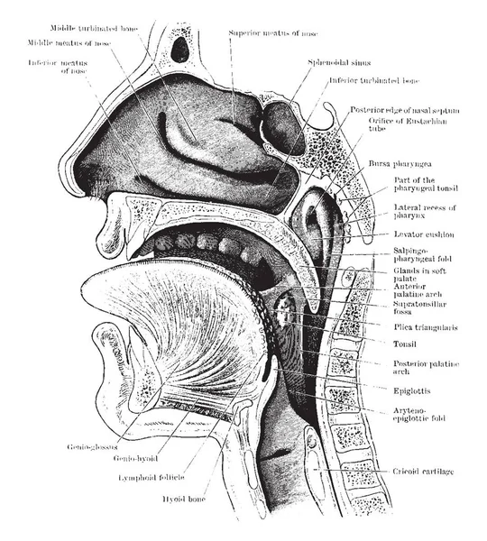 Dissection Structures Poupart Ligament Vintage Line Drawing Engraving ...