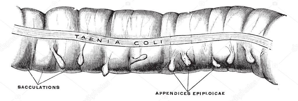 Engraving of the intestine Vector Art Stock Images | Depositphotos