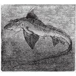 Chimaera monstrosa or Rabbit fish, vintage engraving. Stock Vector ...