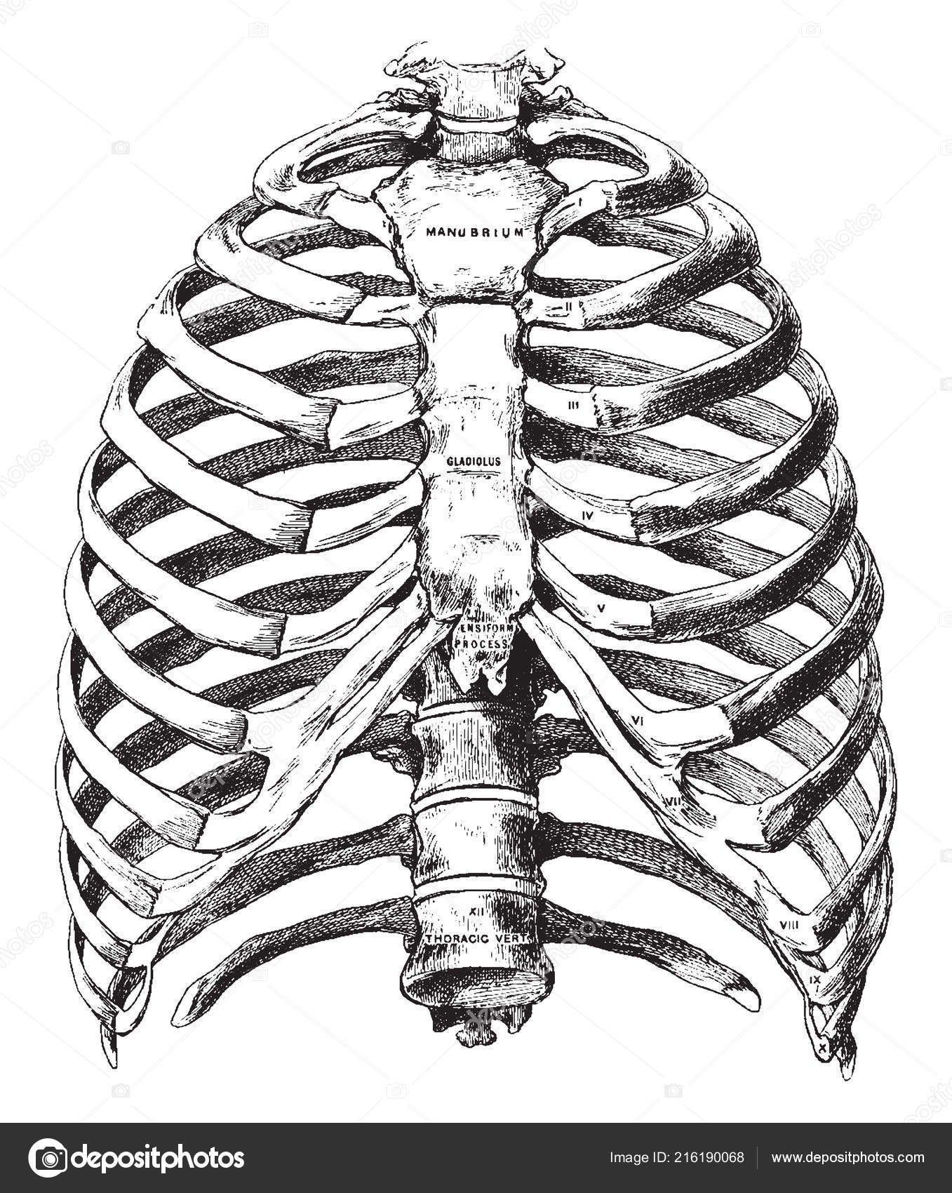 Illustration Represents Anterior View Bony Thorax Vintage Line Drawing ...
