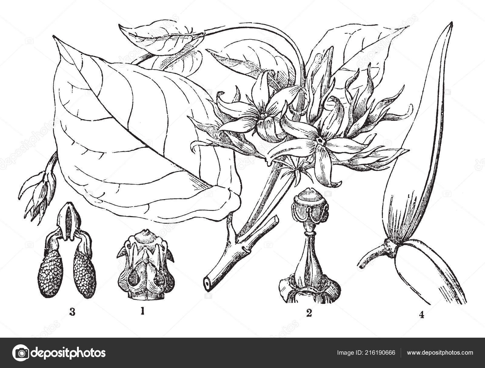 Illustration Schubertia Genus Flowering Plants Family Apocynaceae ...