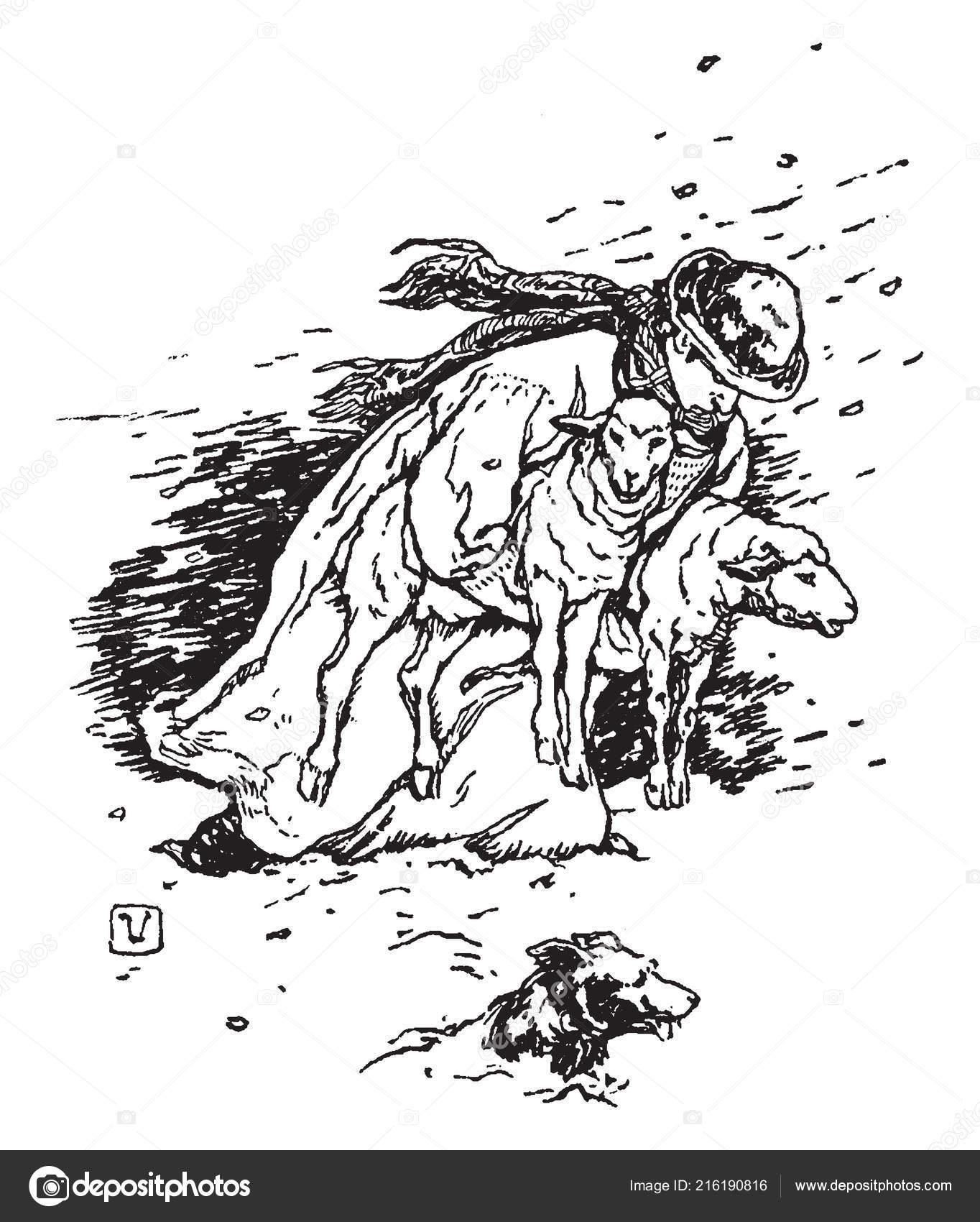 Man Rescuing Two Sheep Dog Him Vintage Line Drawing Engraving Stock ...