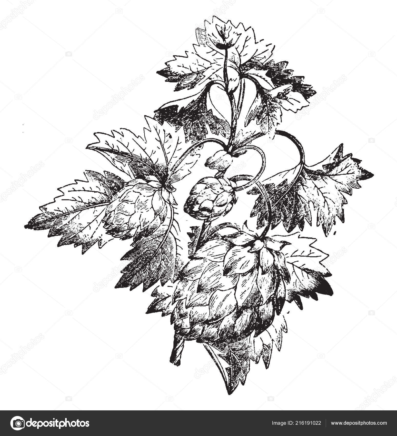 Image Shows Hop Plant Also Known Humulus Hop Part Cannabaceae Stock ...