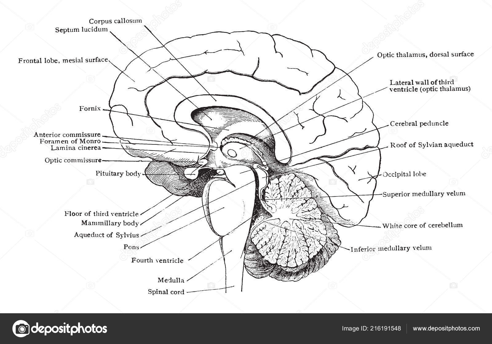 Simplified Drawing Brain Seen Mesial Section Showing Relation Brain ...