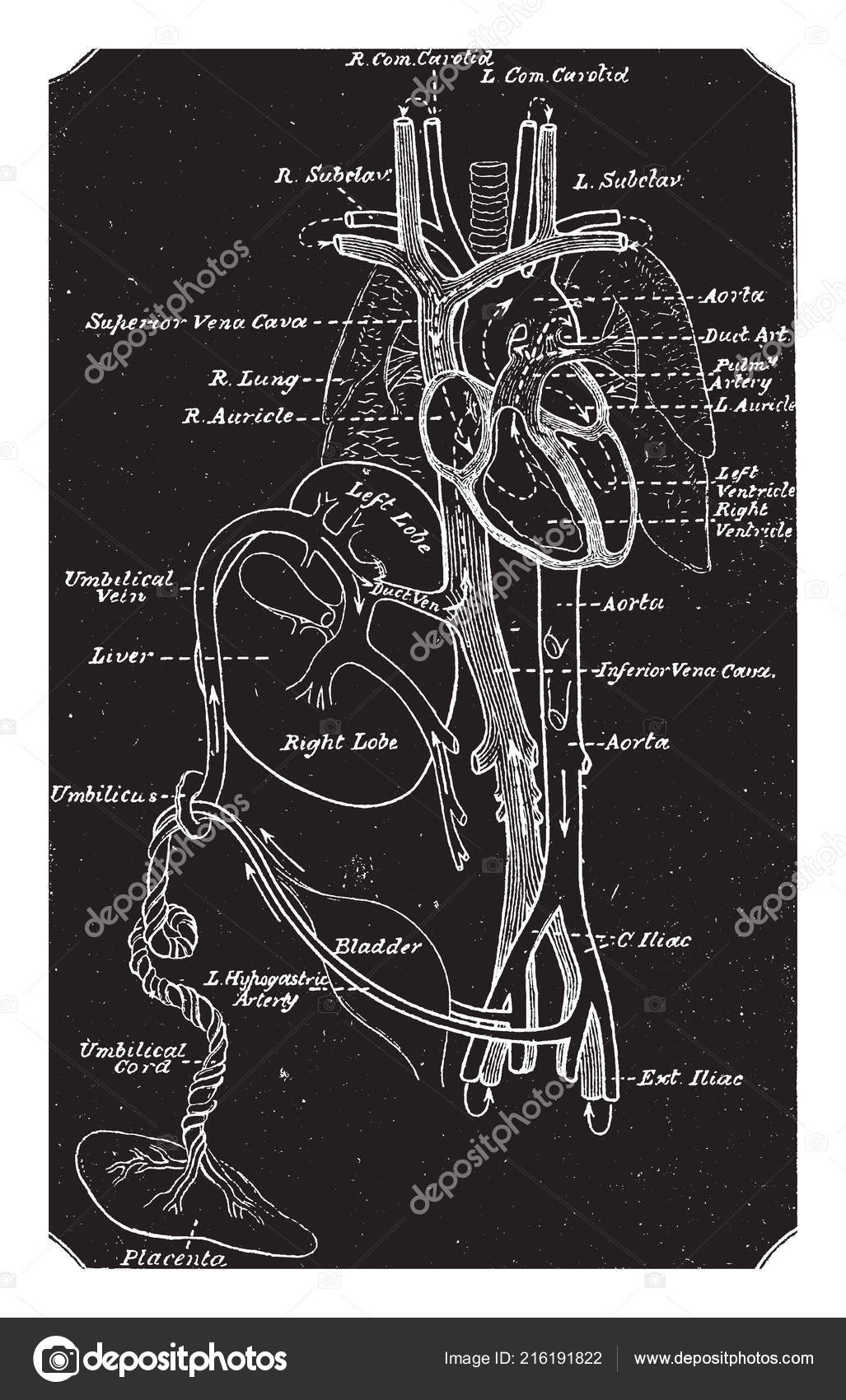 Illustration Represents Diagram Fetal Circulation Vintage Line Drawing ...