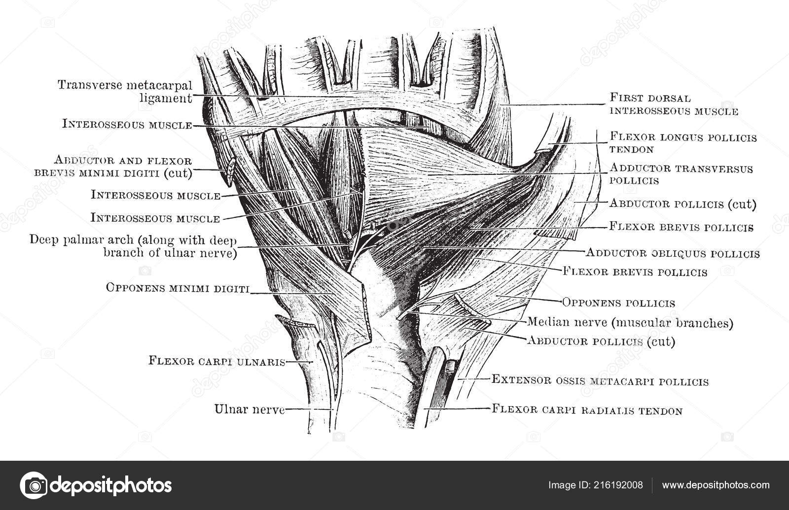 Illustration Represents Short Muscles Hand Vintage Line Drawing ...