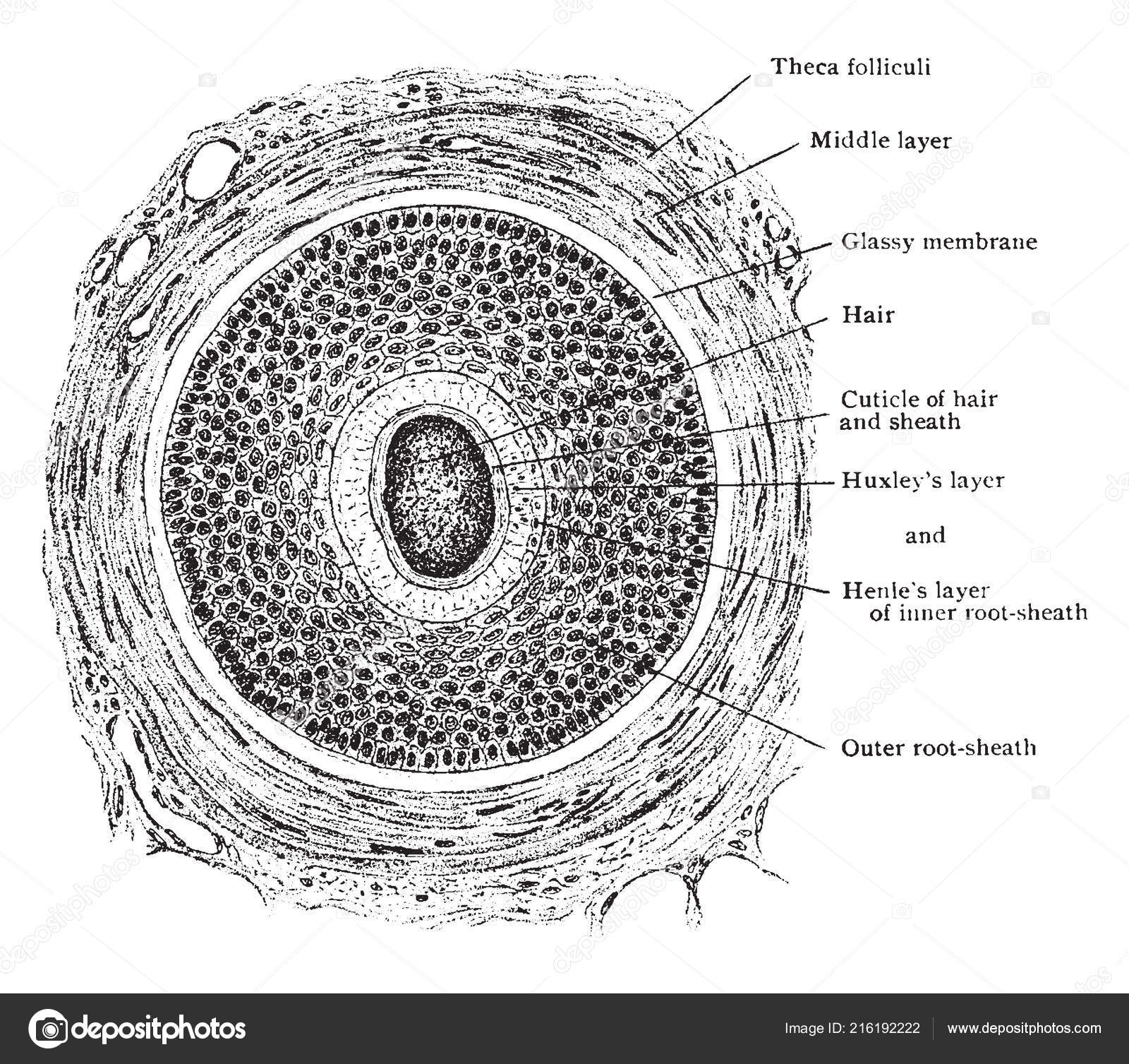 Illustration Represents Transverse Section Hair Follicle Vintage Line ...