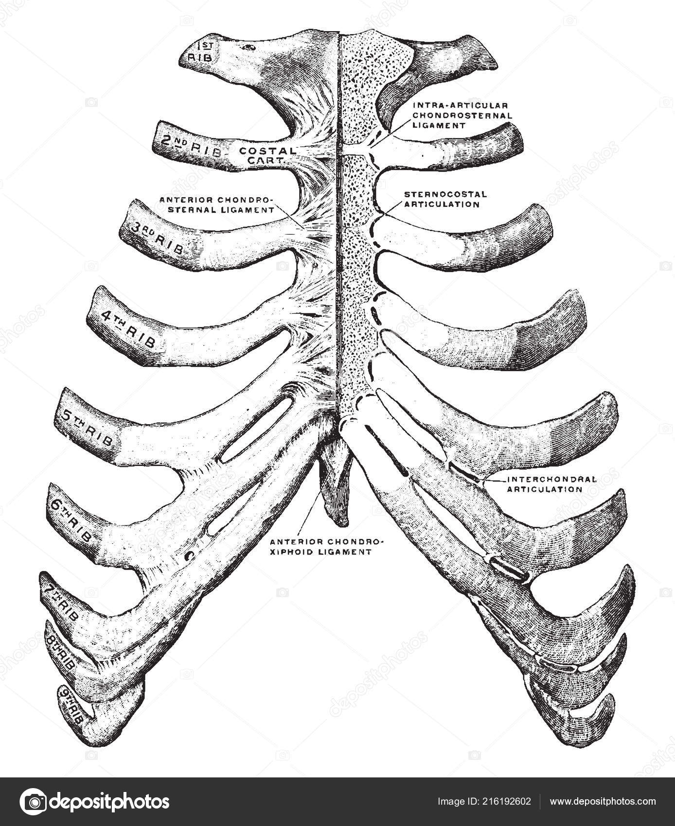 Illustration Represents Sternum Ribs Vintage Line Drawing Engraving ...