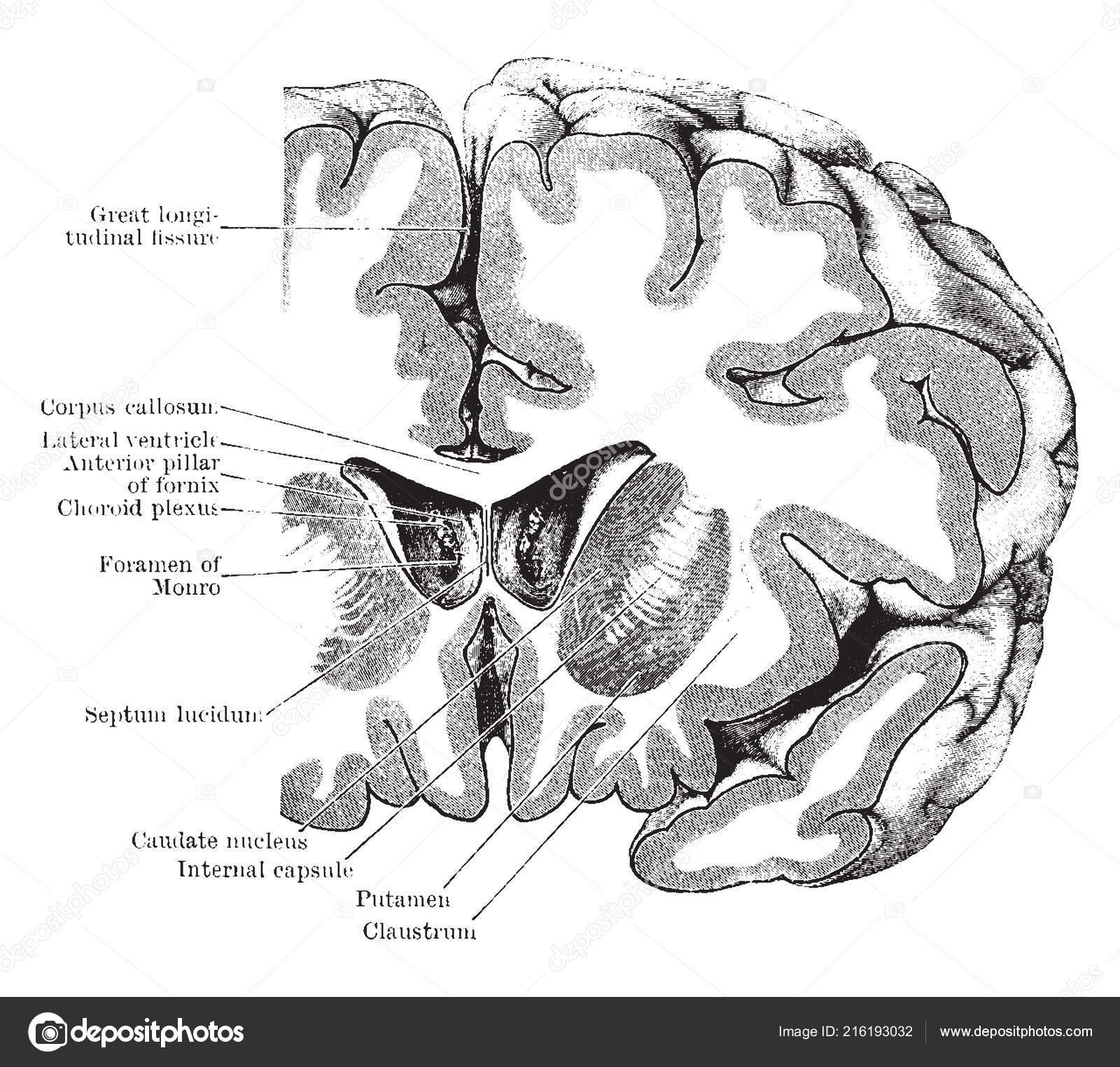 Coronal Section Of Brain Drawing