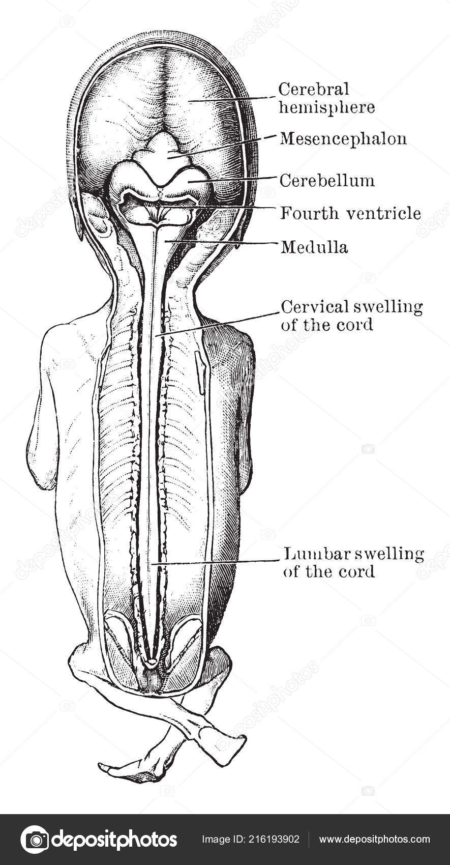 Dibujo De Cerebro Y Medula Espinal