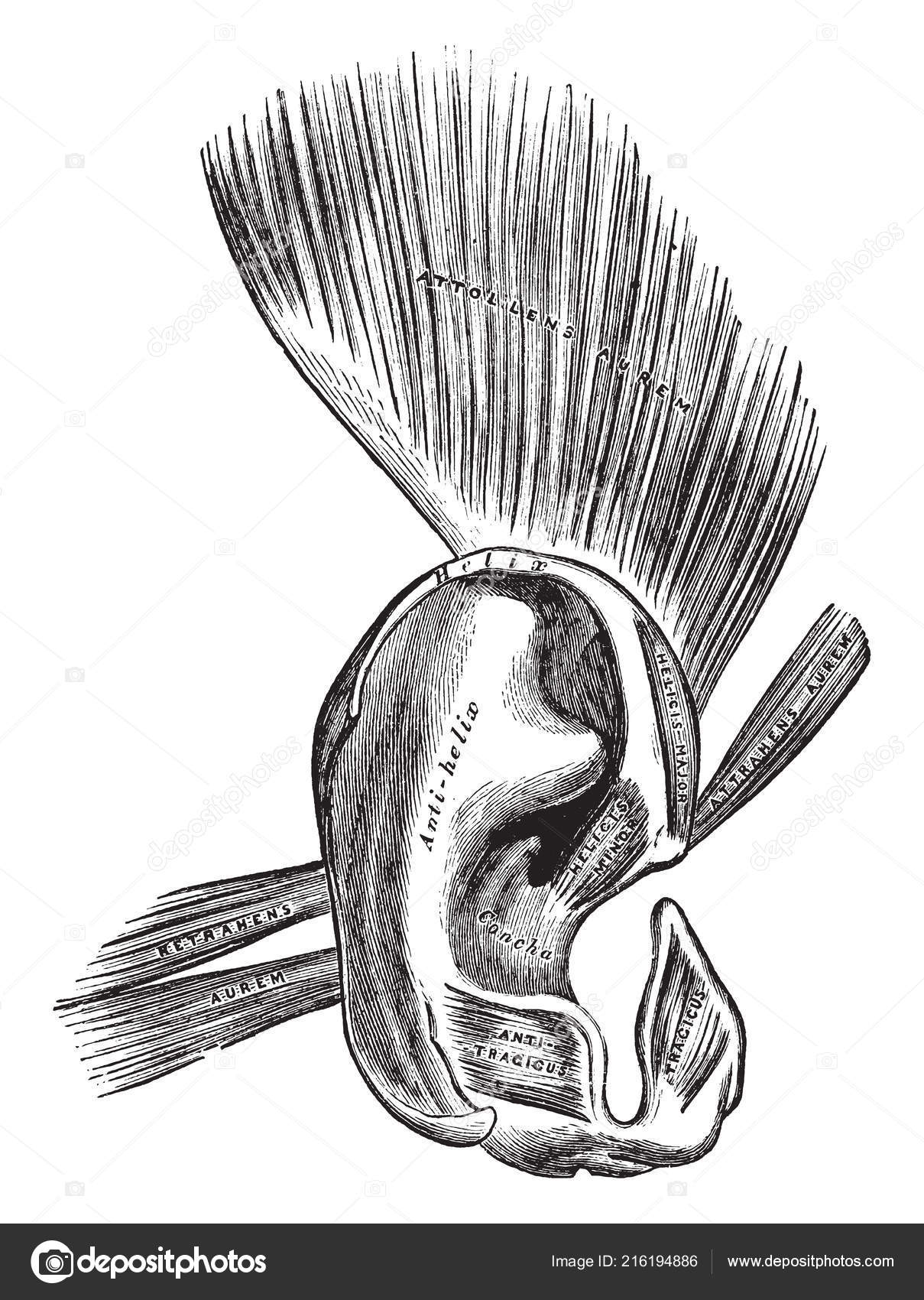 Esta Ilustración Representa Los Músculos Del Pinna Dibujo Línea Vintage ...