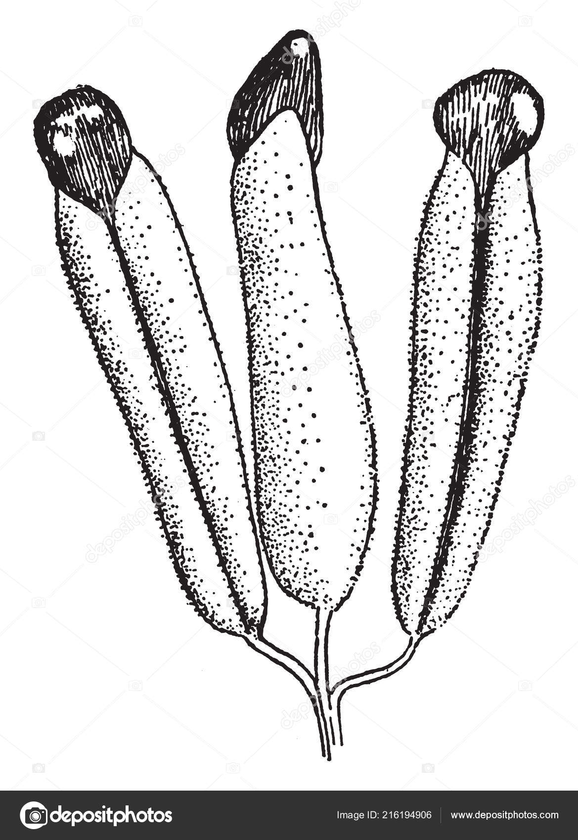 Cattail Flower Has Two Parts Female Male Both Male Female Stock Vector ...