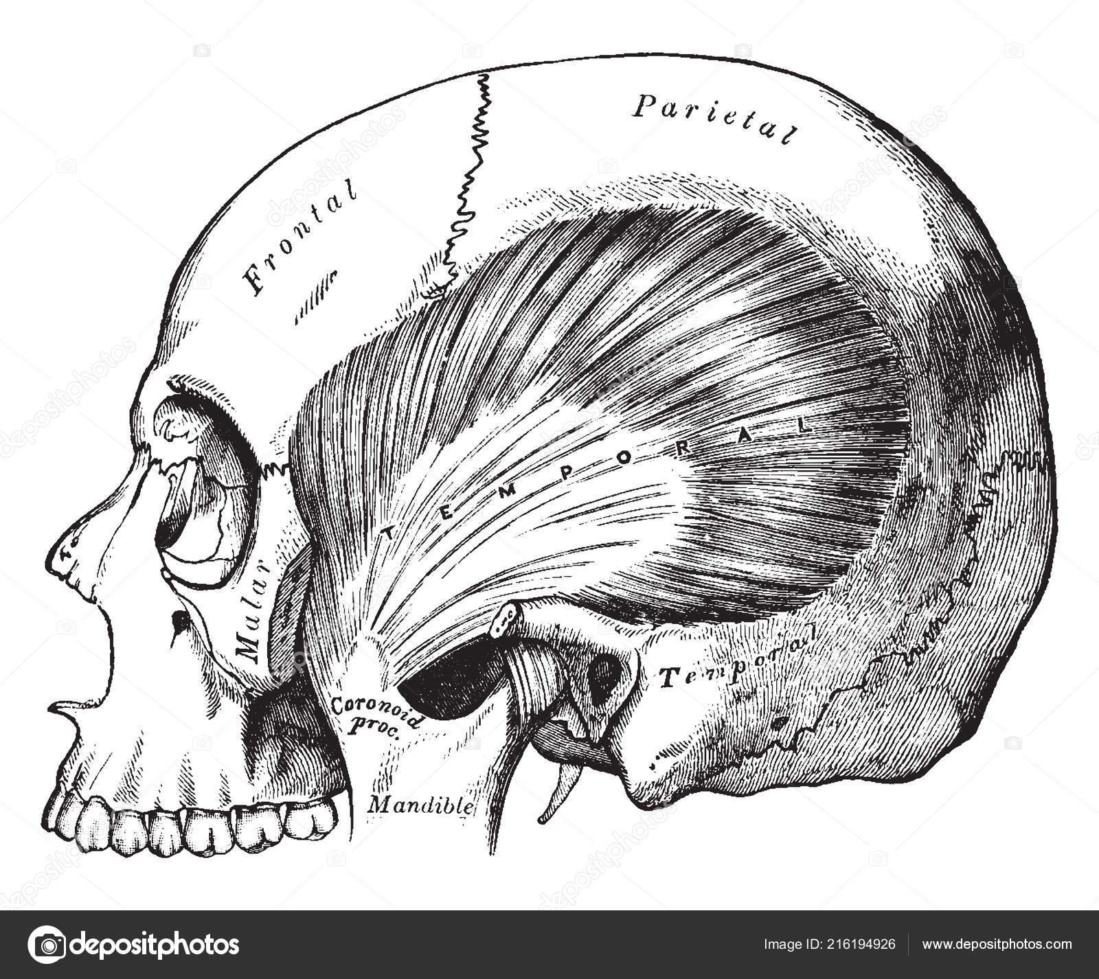 Illustration Represents Temporal Muscle Vintage Line Drawing Engraving ...
