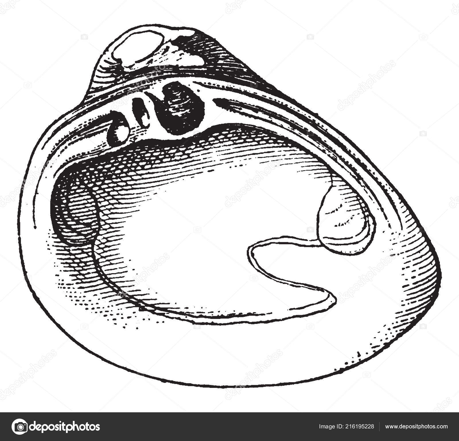 Gnathodon Rangia Genus Bivalve Mollusks Clams Family Mactridae Vintage ...