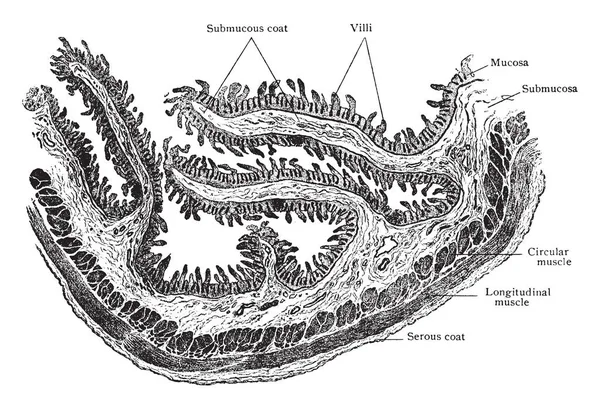 Diagram Represents Transverse Section Small Intestine Vintage Line ...