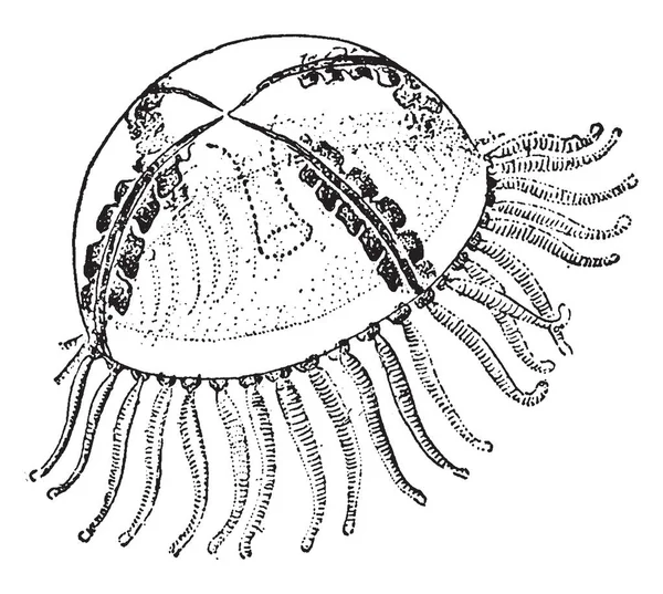 44,947,099 Hydrozoa Vector Images | Depositphotos