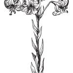 Flower Cluster Muscari Comosum Native South East Europe Turkey Vintage ...