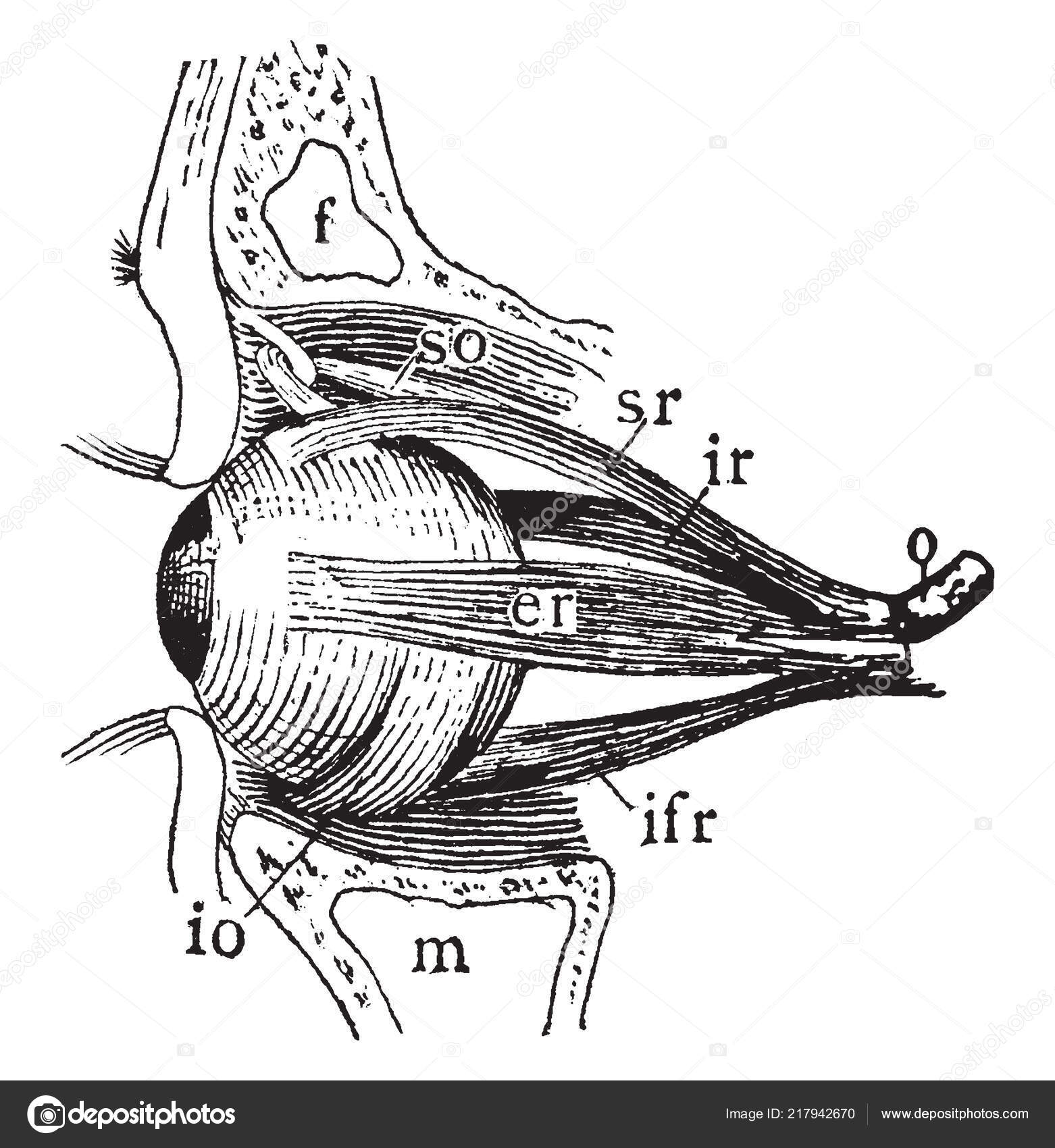 Illustration Represents Muscles Left Eyeball Vintage Line Drawing ...