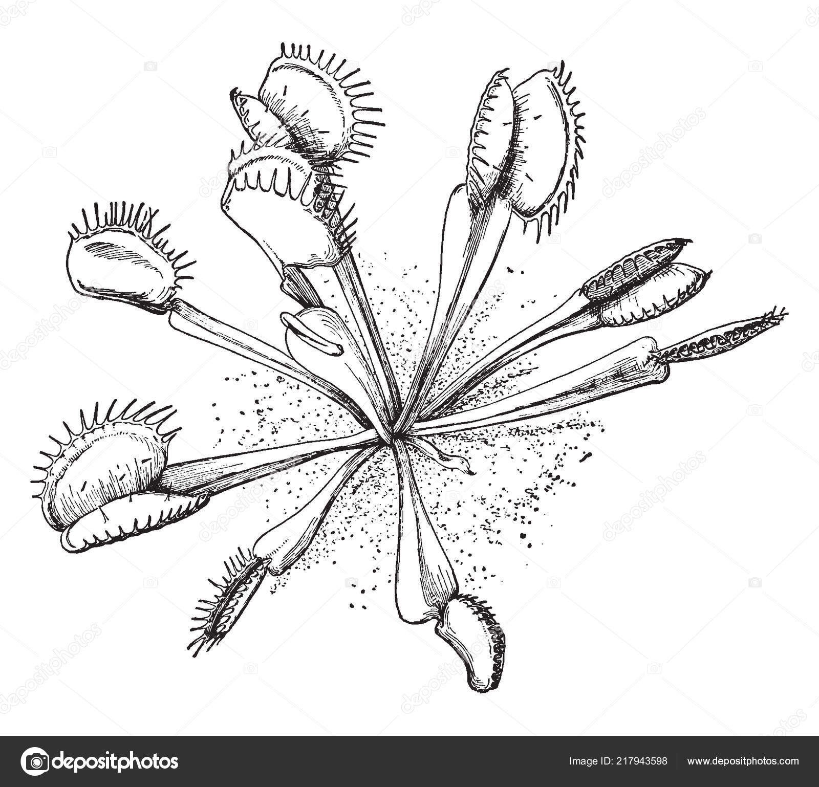 Anatomy Of Venus Fly Trap