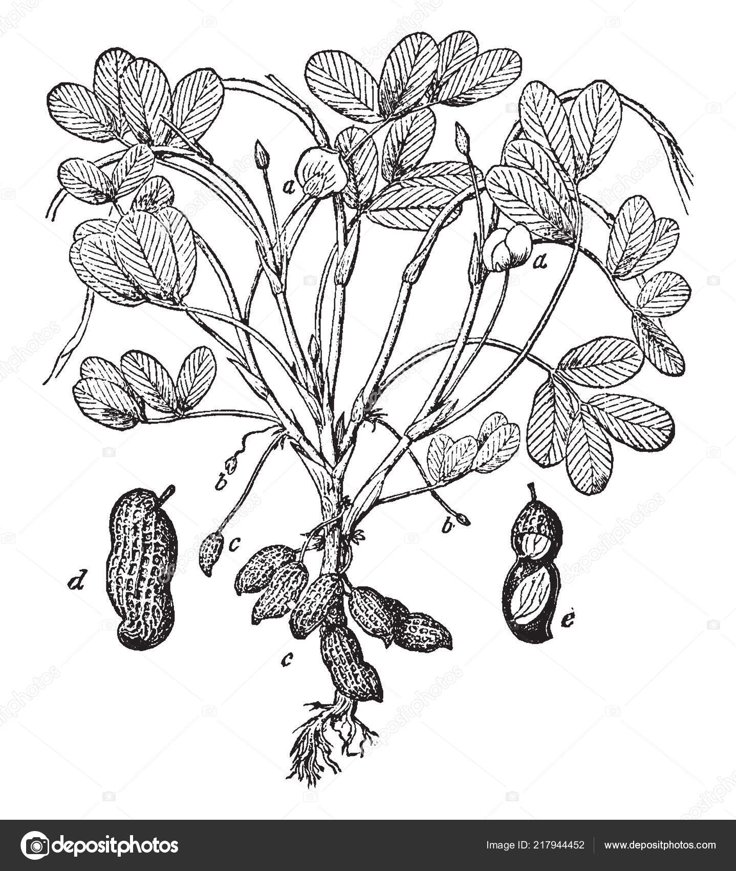 Picture That's Showing Different Parts Common Peanut Plant Also Known ...