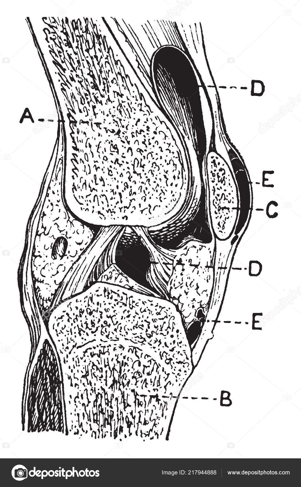 Esta Ilustración Muestra Una Sección Rodilla Dibujo Línea Vintage ...