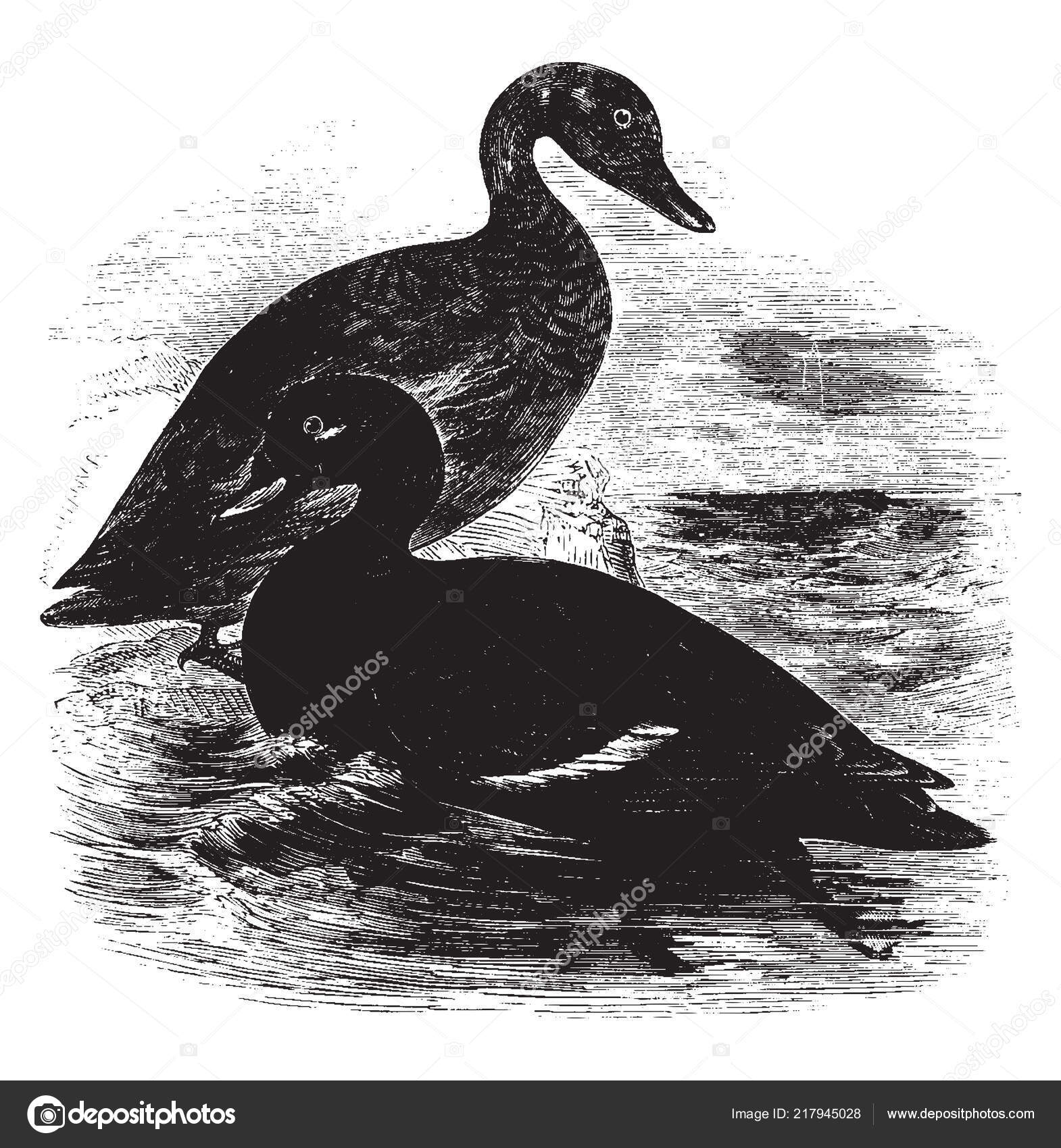 Velvet Scoter Also Known White Winged Coot Vintage Line Drawing Stock ...