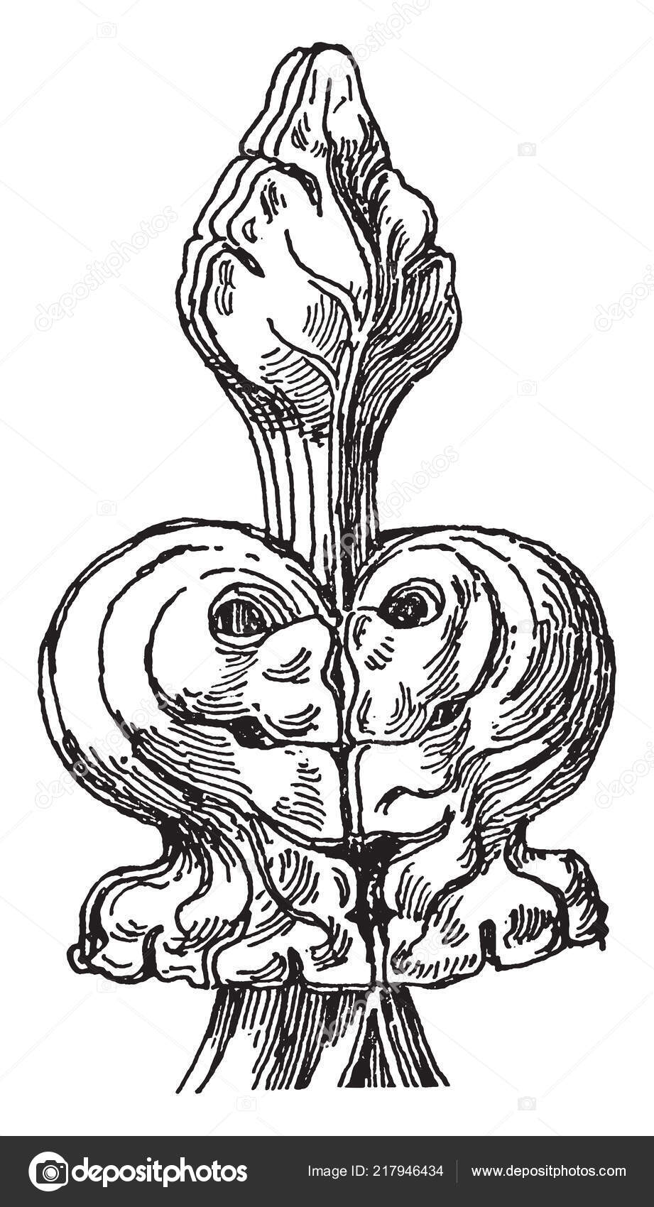 Finial Tops Ends Poles Rods Tent Vintage Line Drawing Engraving Stock ...