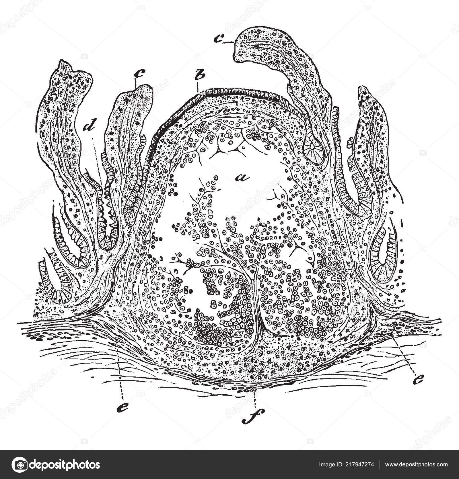 Este Diagrama Representa Tejido Linfoide Dibujo Línea Vintage ...
