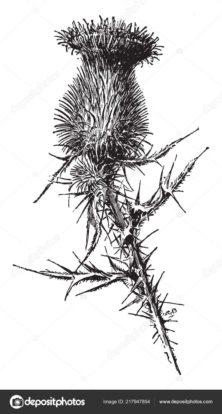 Flower Which Commonly Spiny Straight Hair Leaves Alternate Flowers Have ...