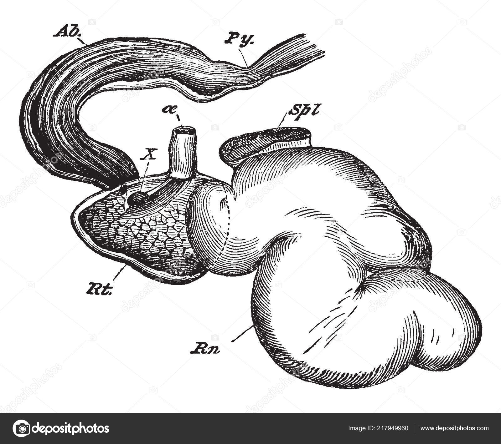 Stomach Deer Have Four Chambered First Chamber Called Rumen Vintage ...